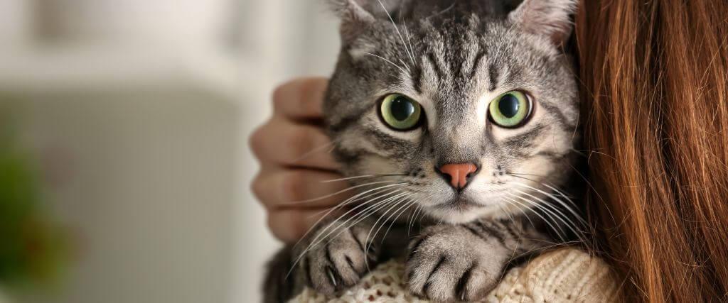 Myth vs. Fact - CheckIn Vet